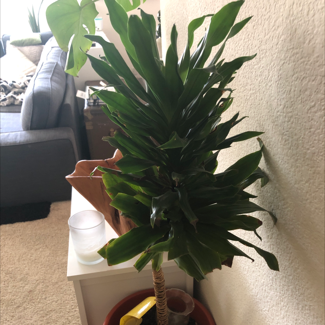 Soil Recommendations for Cornstalk Dracaena