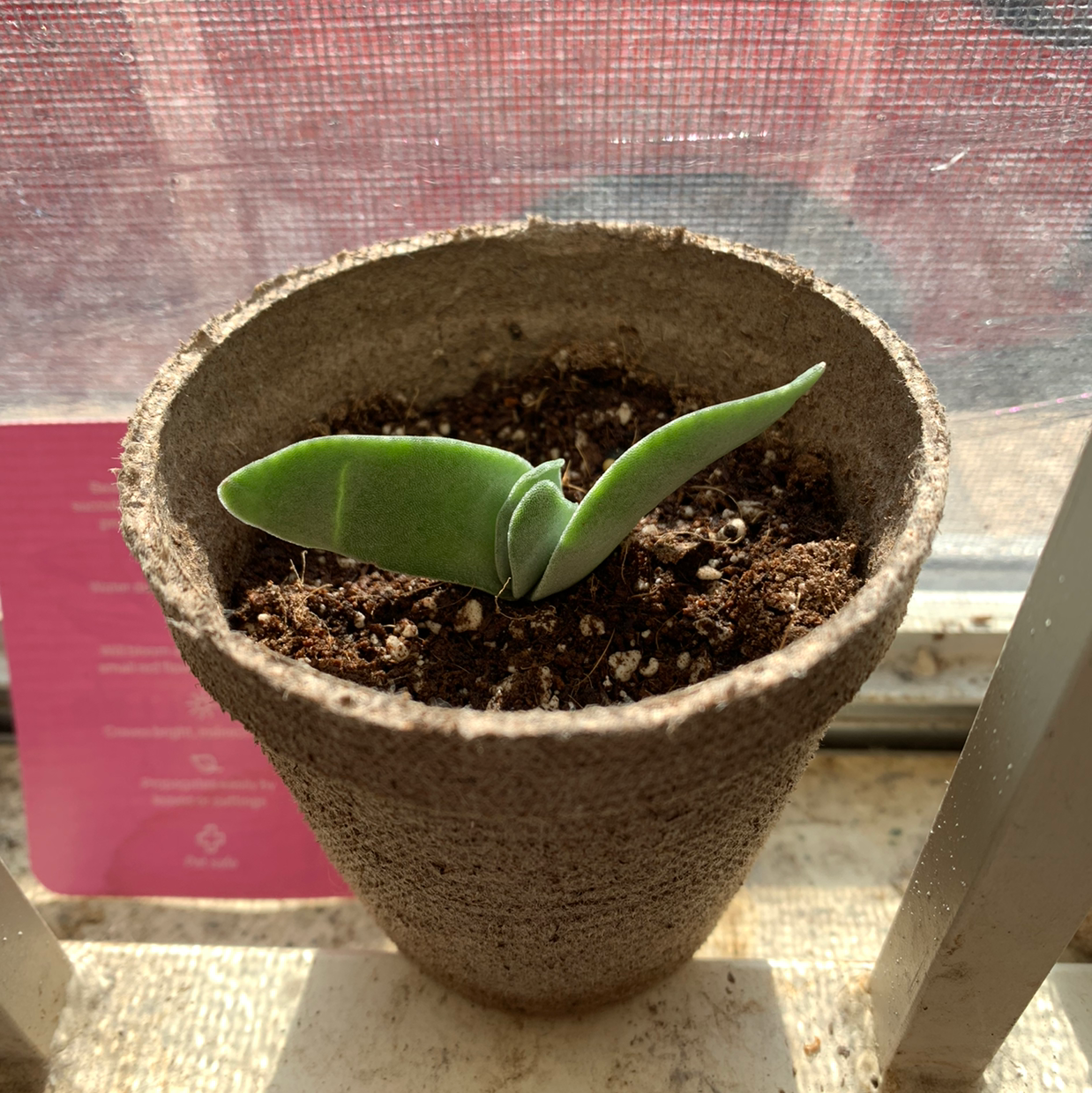 ️ What Do Propeller Plant Flowers Mean?