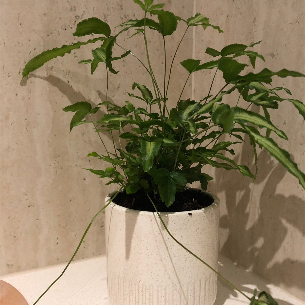 What Is A Good Temperature Range For My Cretan Brake?