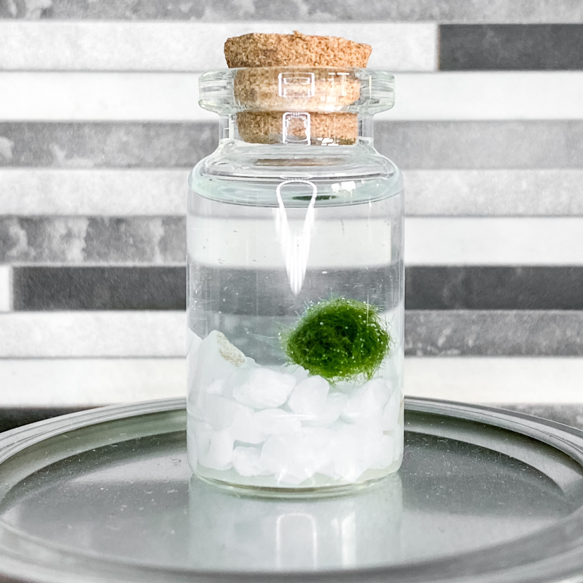 Why Are There Black Spots on My Marimo Leaves?