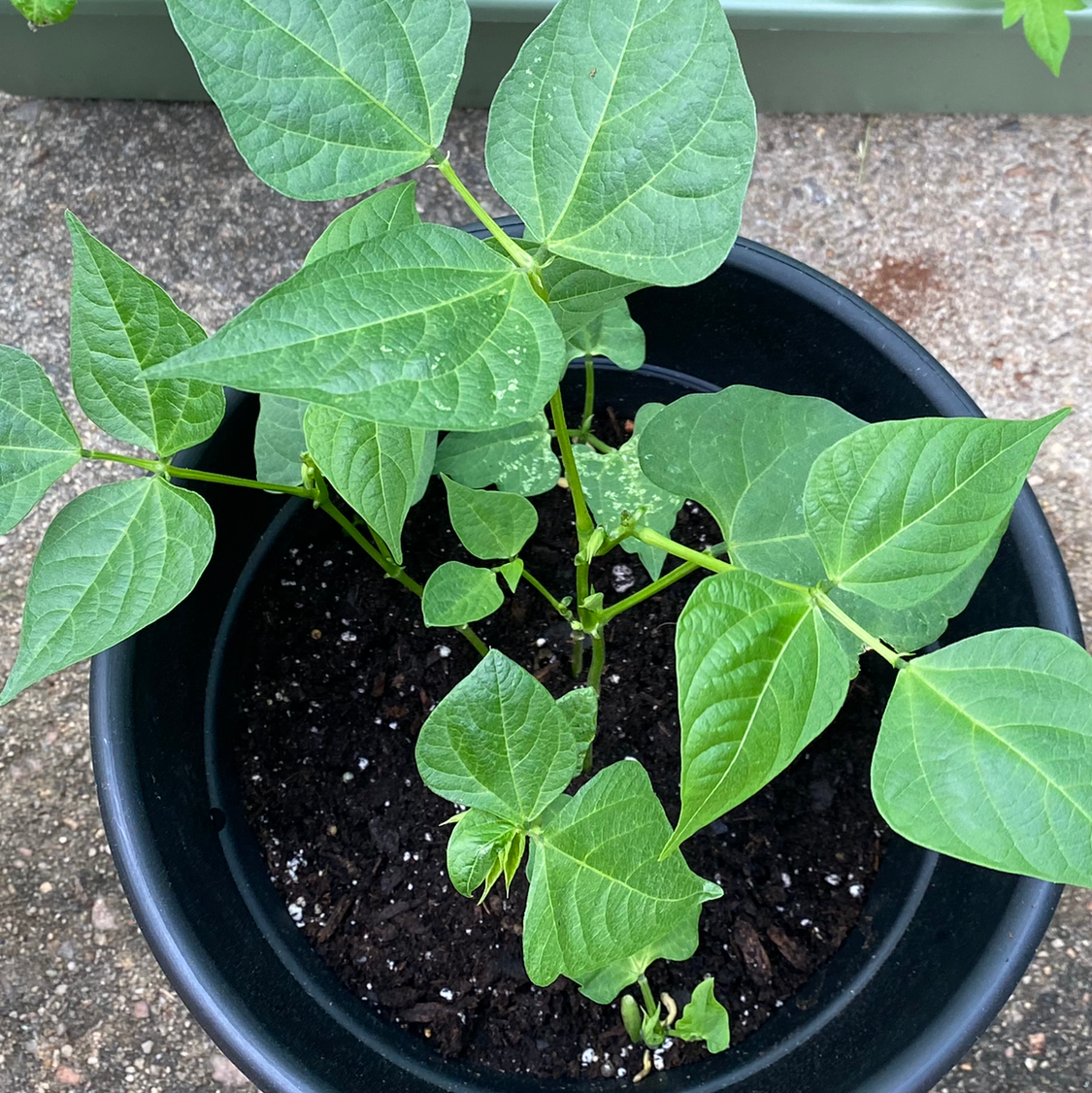 🌡 What Is A Good Temperature Range For My Common Bean?