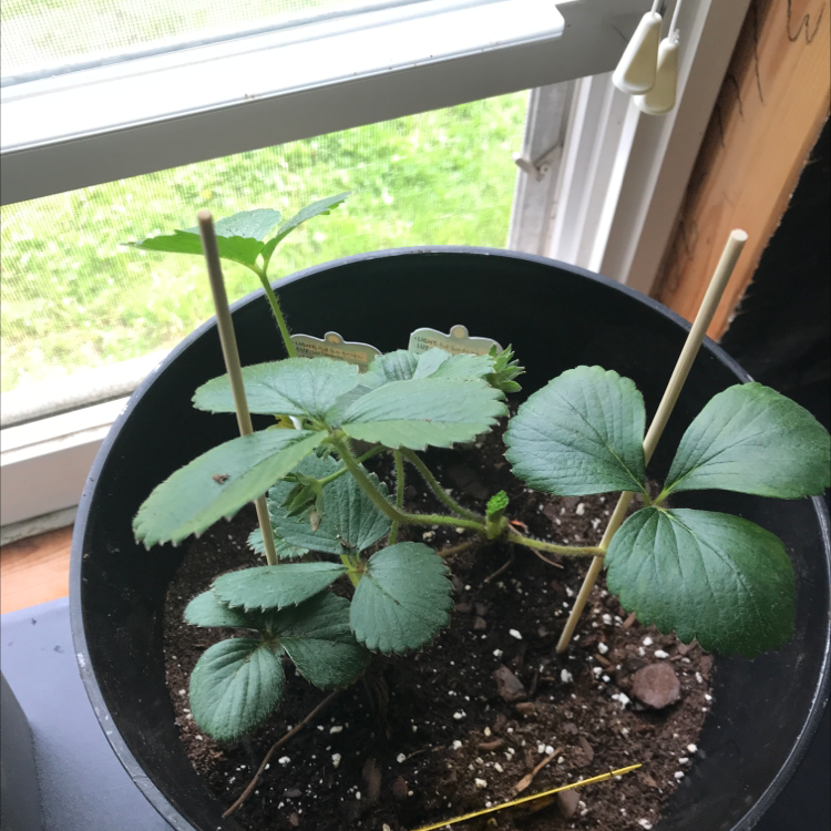 🍓 Propagating My California Strawberry: Step-by-Step Guide