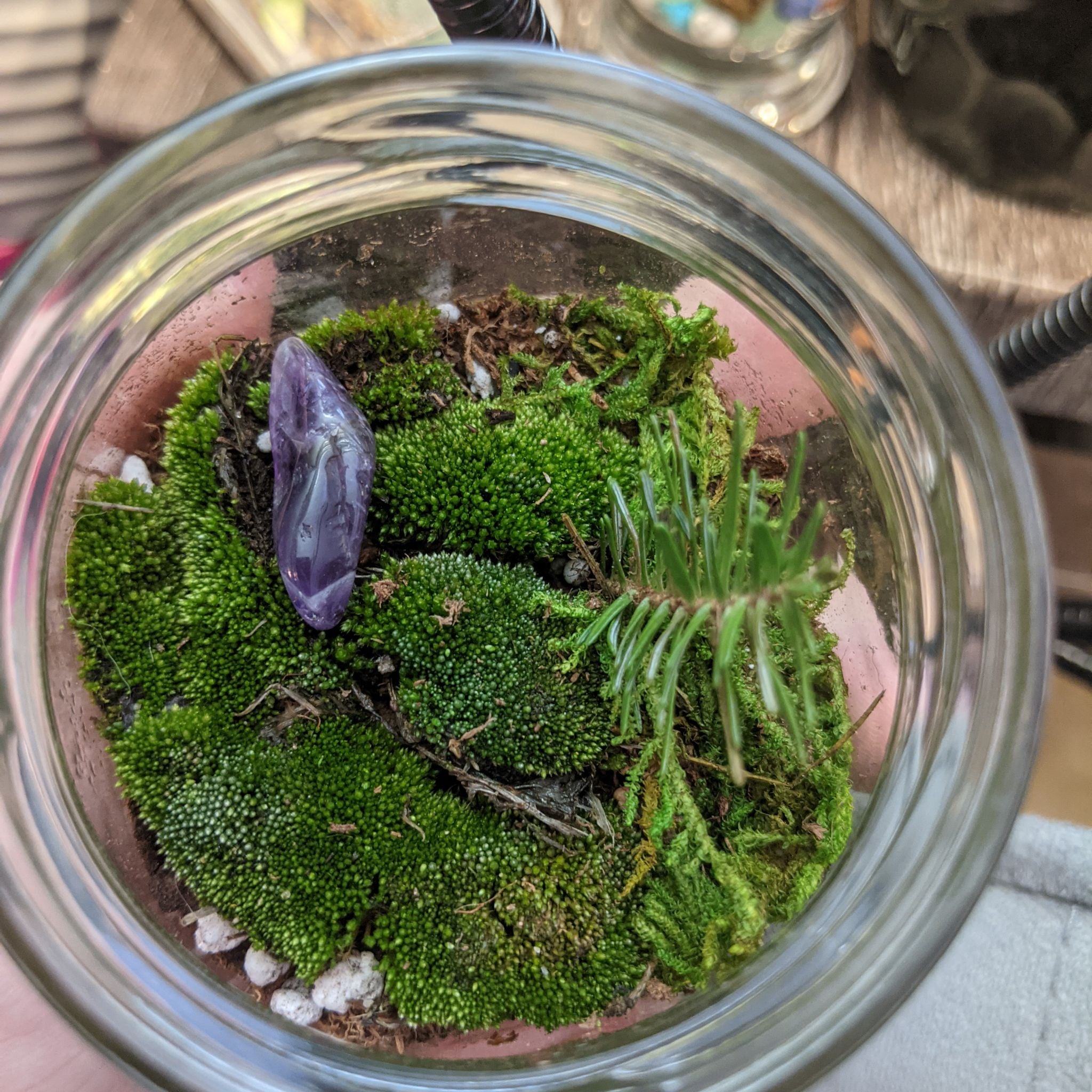Soil Recommendations for Silvergreen Bryum Moss