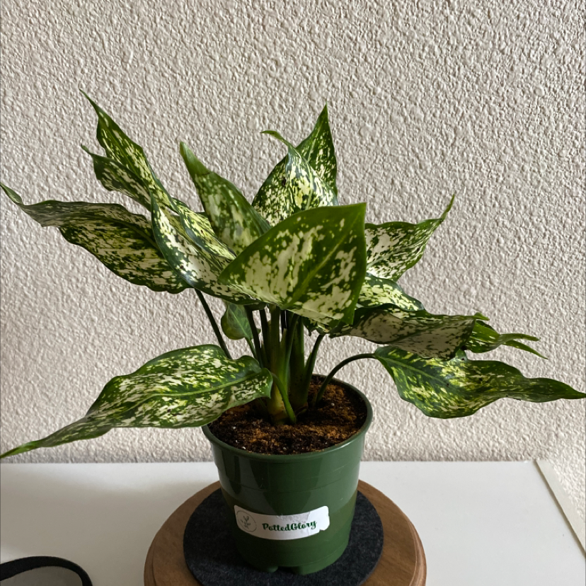 Why Are My Aglaonema 'Spring Snow' Leaves Curling?