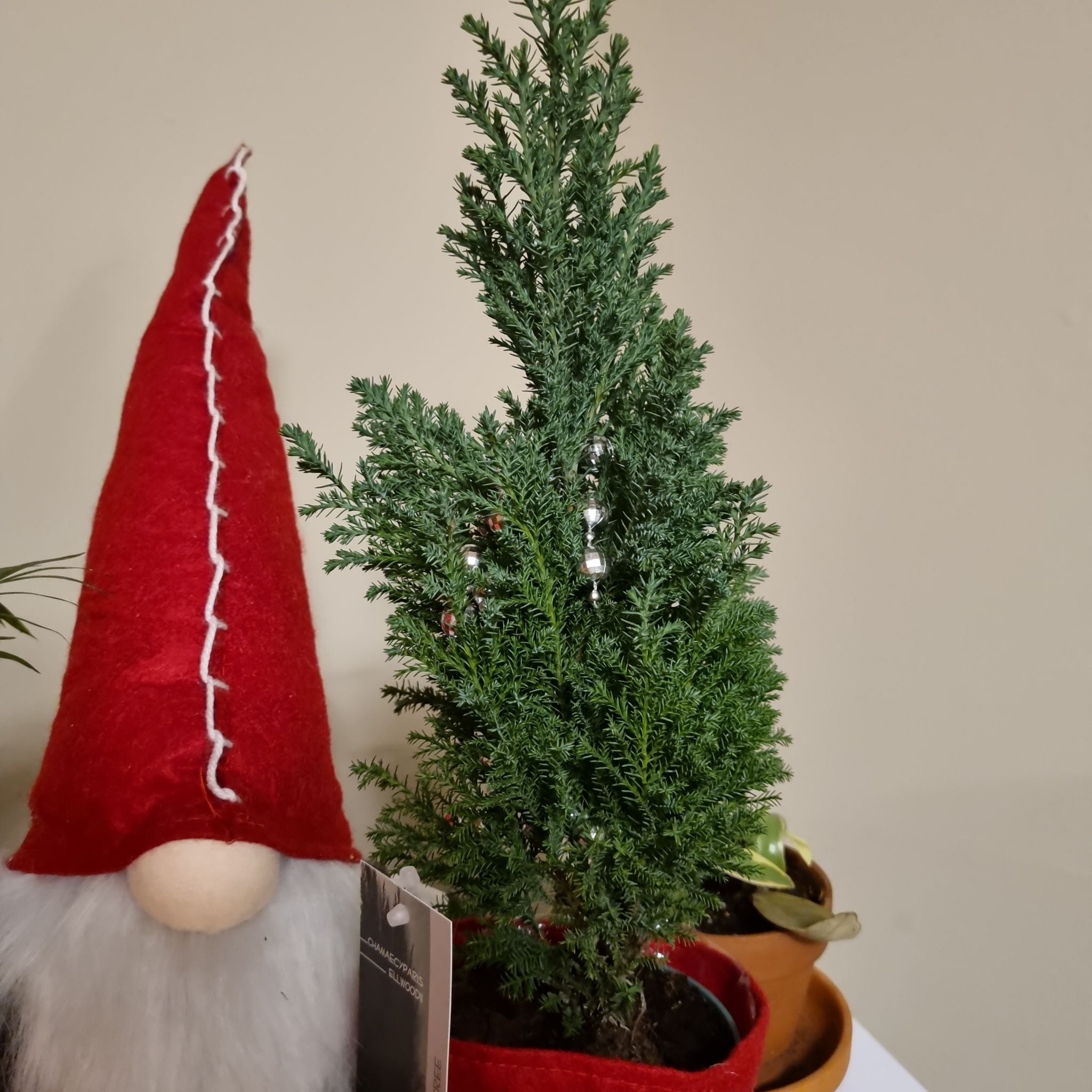 What Is A Good Temperature Range For My Lawson Cypress?