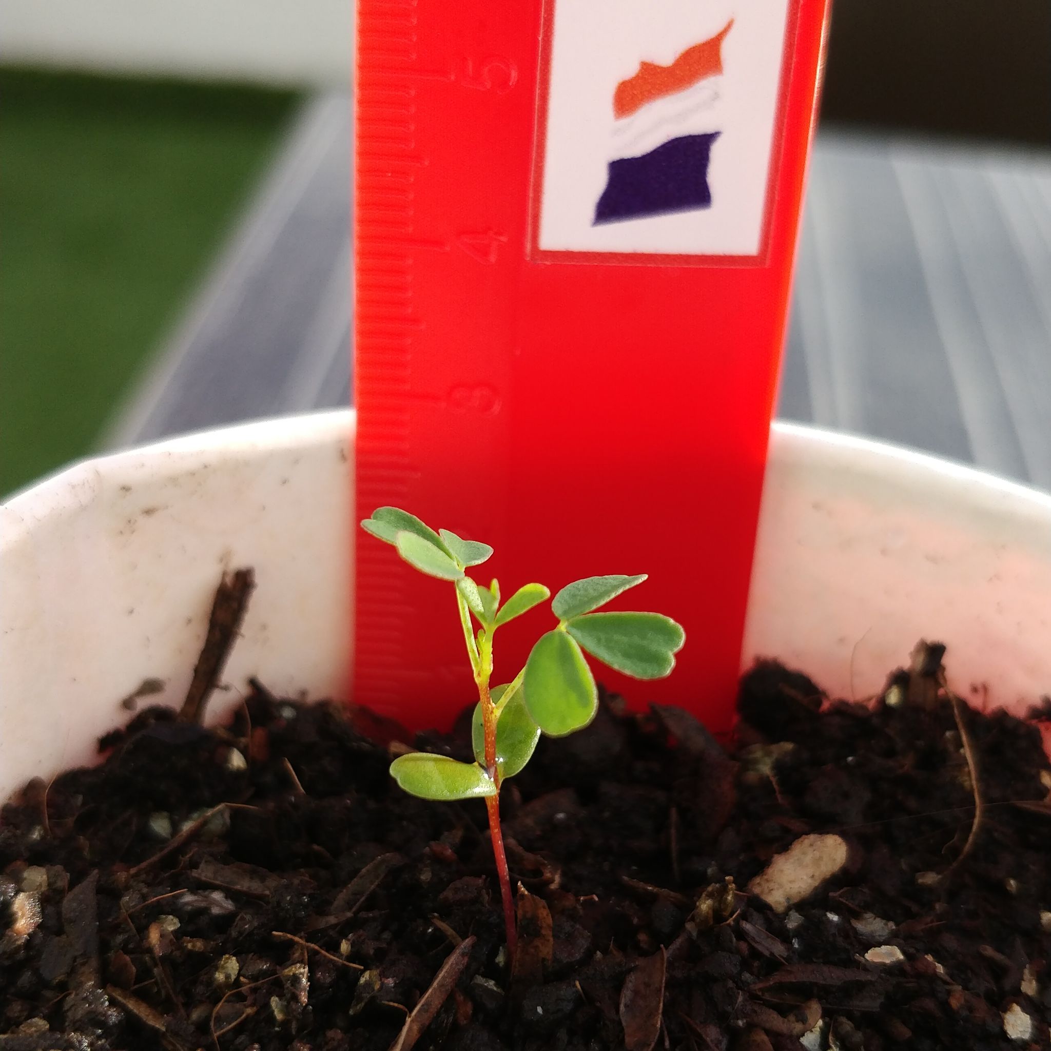 The Complete Dalea coerulea Plant Care Guide: Water, Light & Beyond