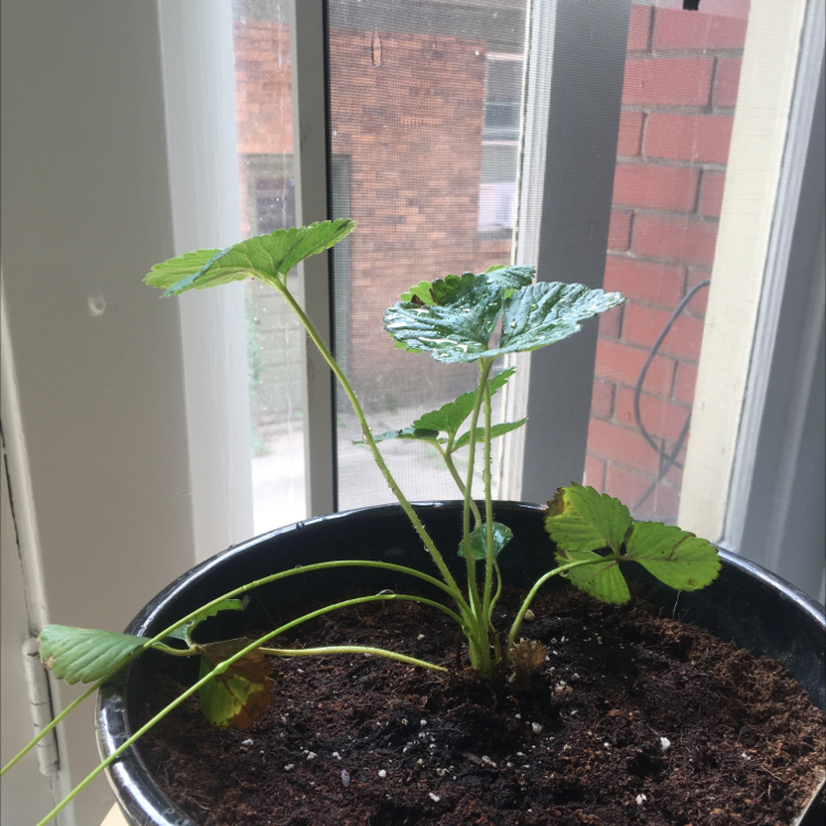 🍓 How Do I Fix strawberry root rot?