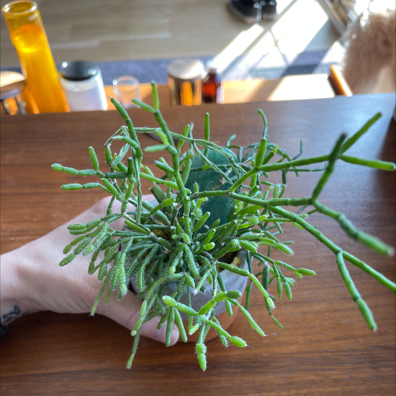 Diagnosing dancing bones root rot