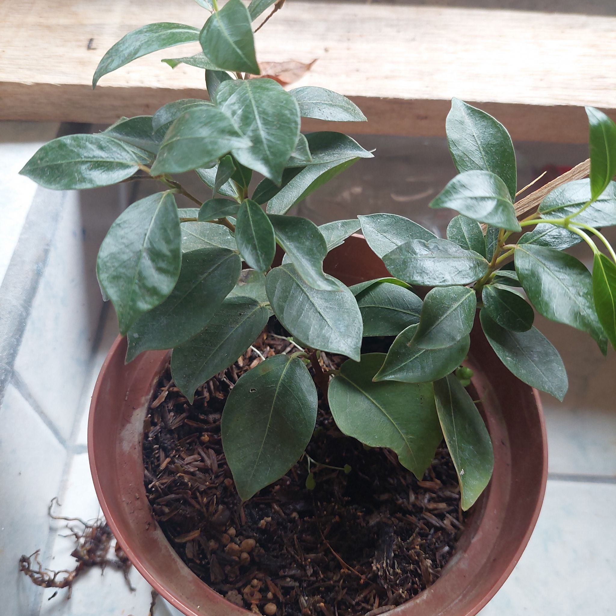 Dipladenia 'Rio' - Fertilizing 101