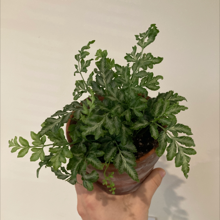 🌞 Is My Brake Fern Getting Too Much Direct Sunlight?