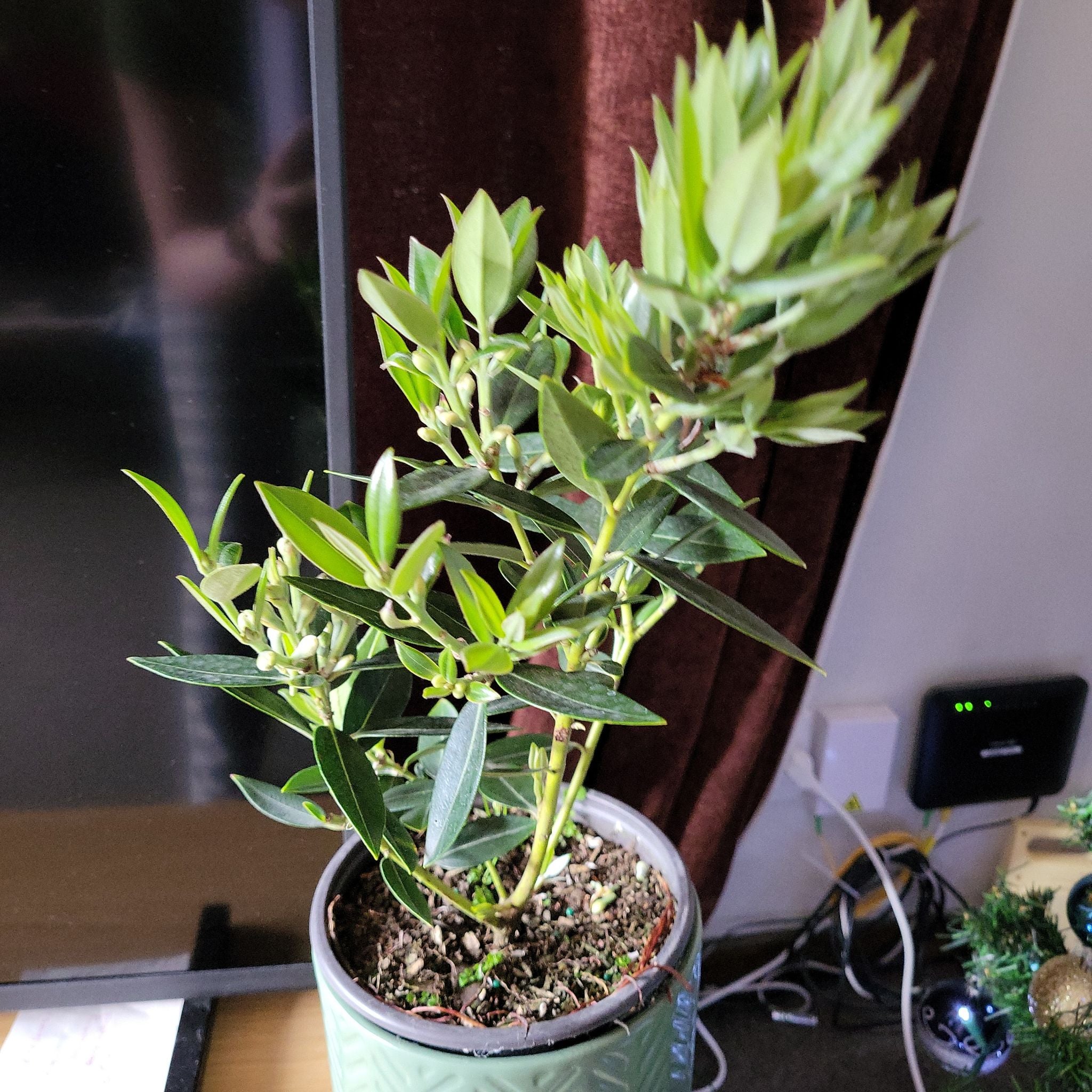 Southern Rata Care 101: Water, Light & Growing Tips