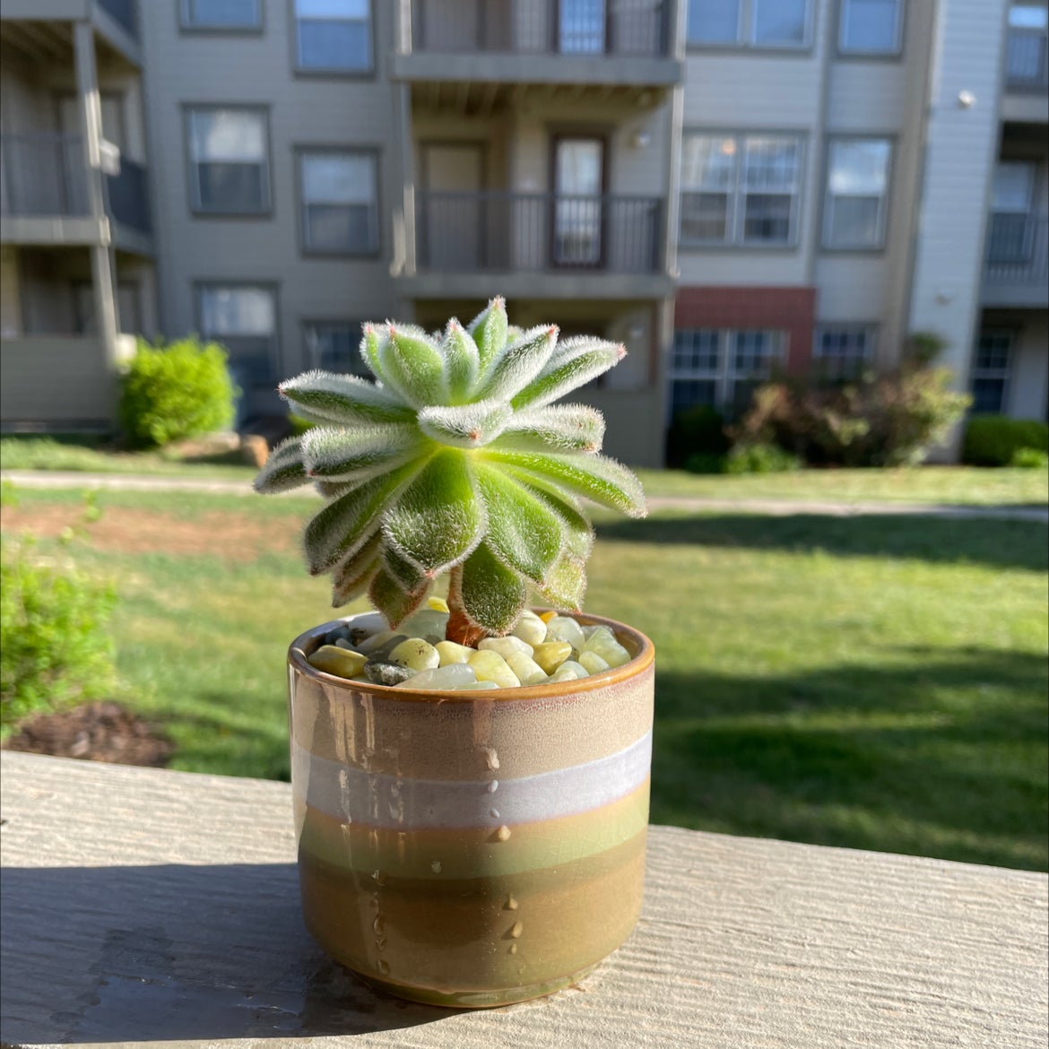 10 Benefits of Having a Mexican Firecracker 💥