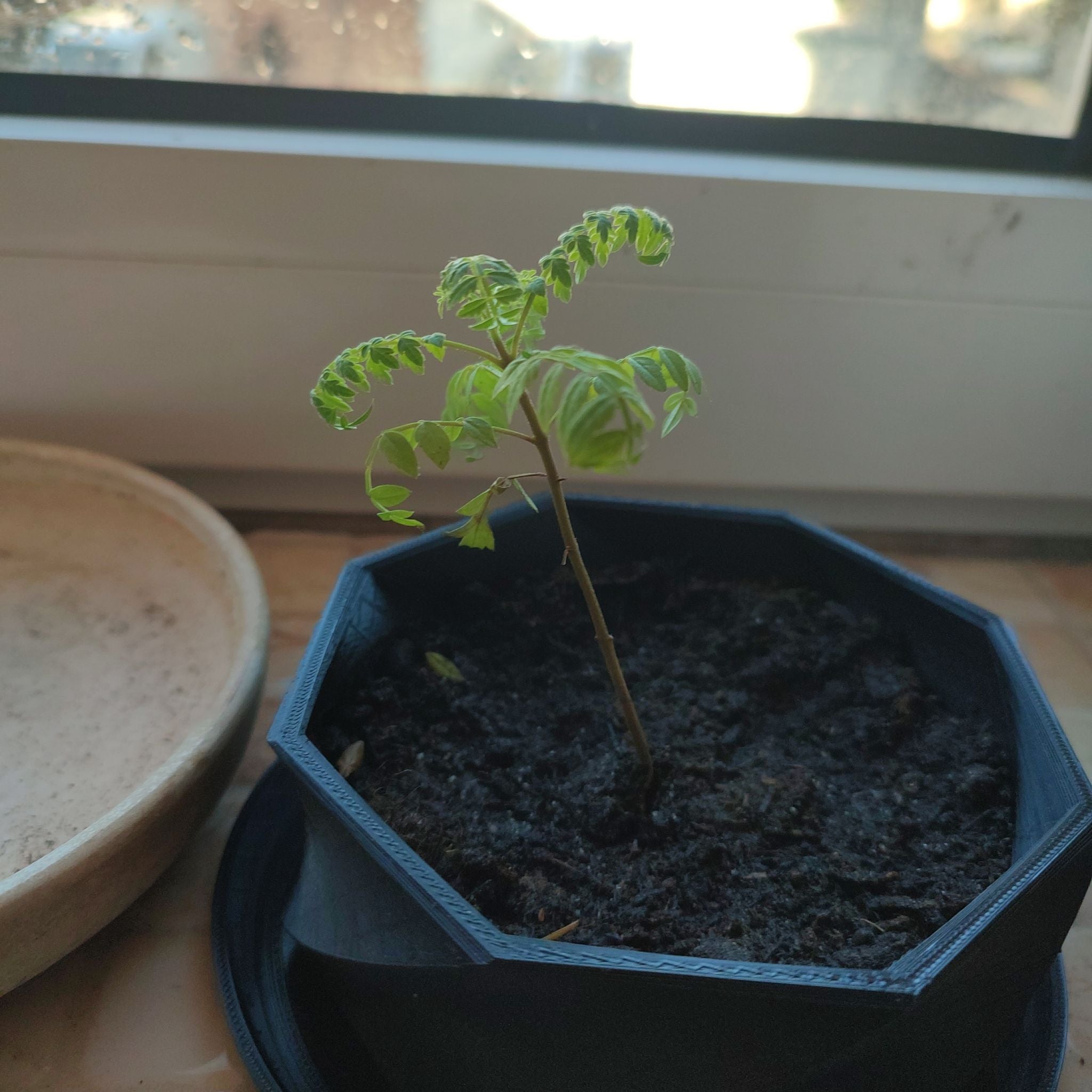 Propagating Jacaranda: The Ultimate Guide