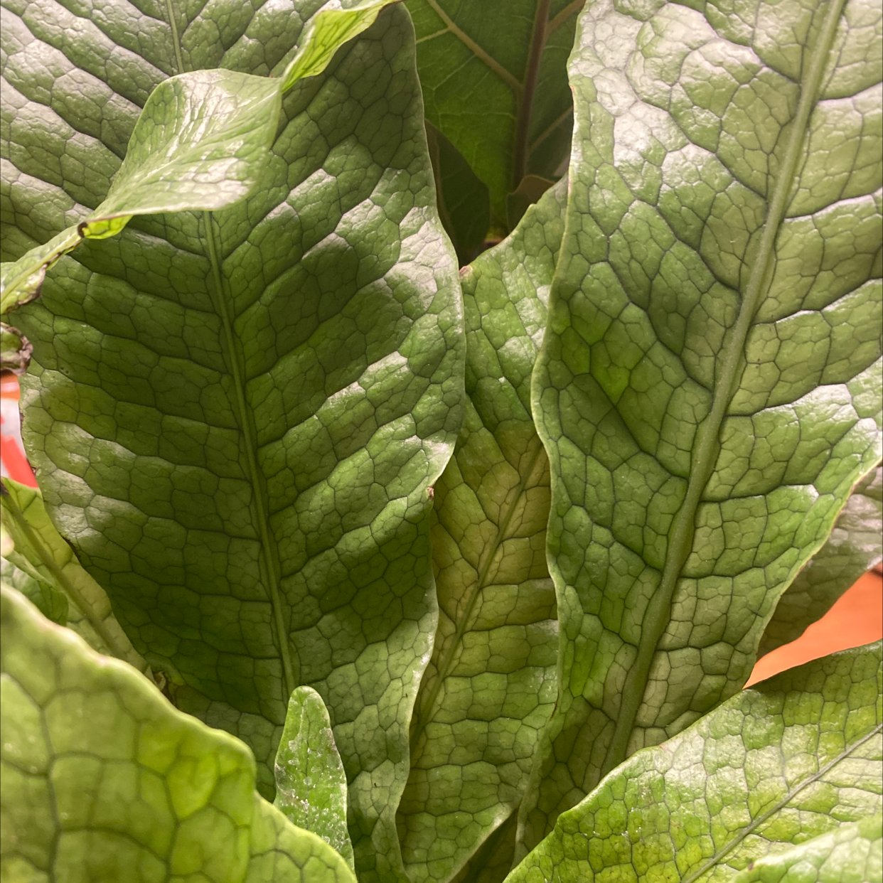 Propagating My Crocodile Fern: Step-by-Step Guide