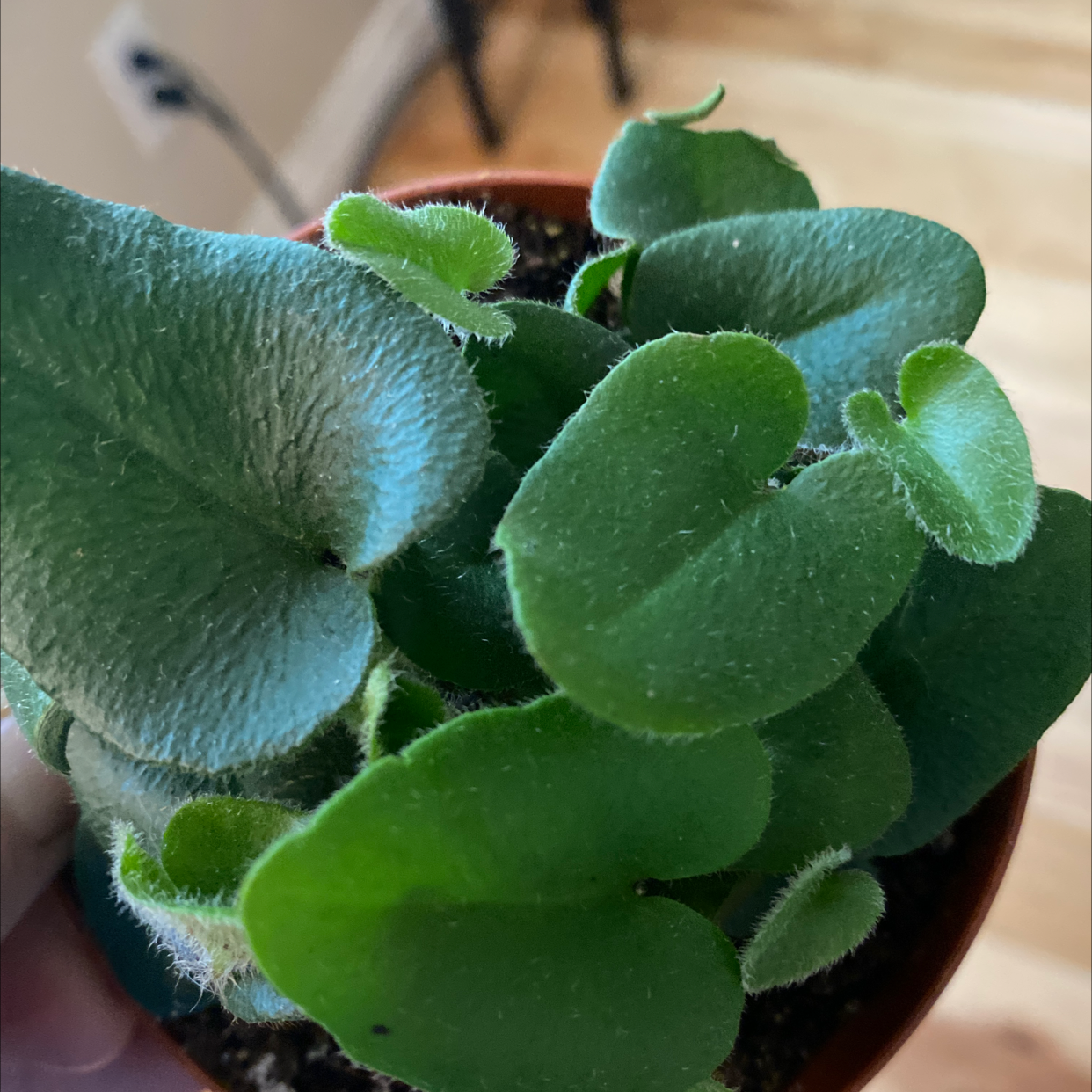 Why Are There Black Spots on My Heart Fern Leaves?