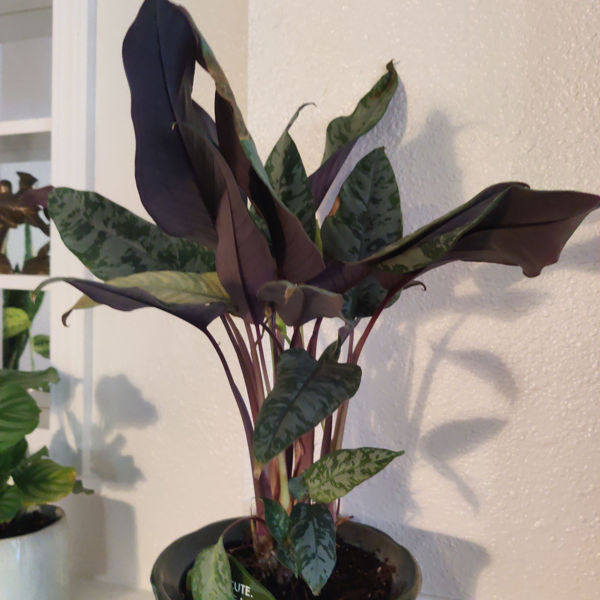 Personalized Apoballis Red Sword Care: Water, Light, Nutrients | Greg App