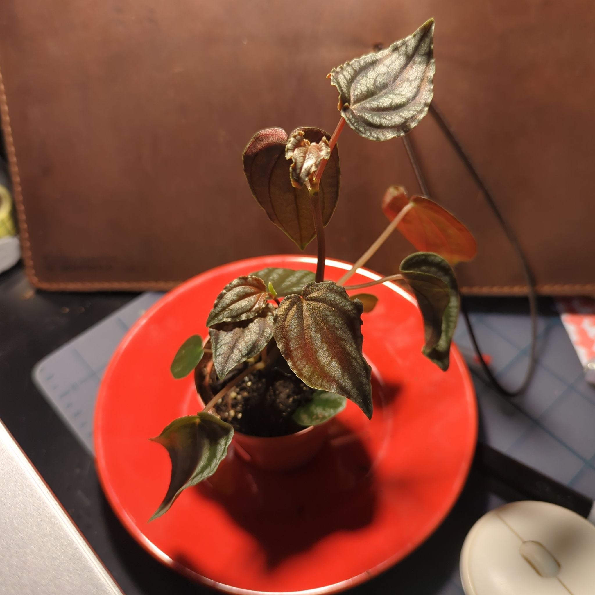 Personalized Peperomia turboensis 'Dragon Skin' Care: Water, Light ...