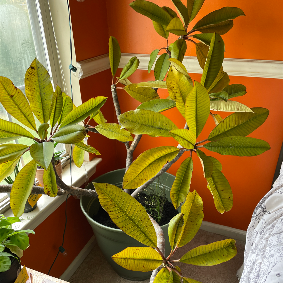 💧 Why Are My Red Frangipani Leaves Mushy?