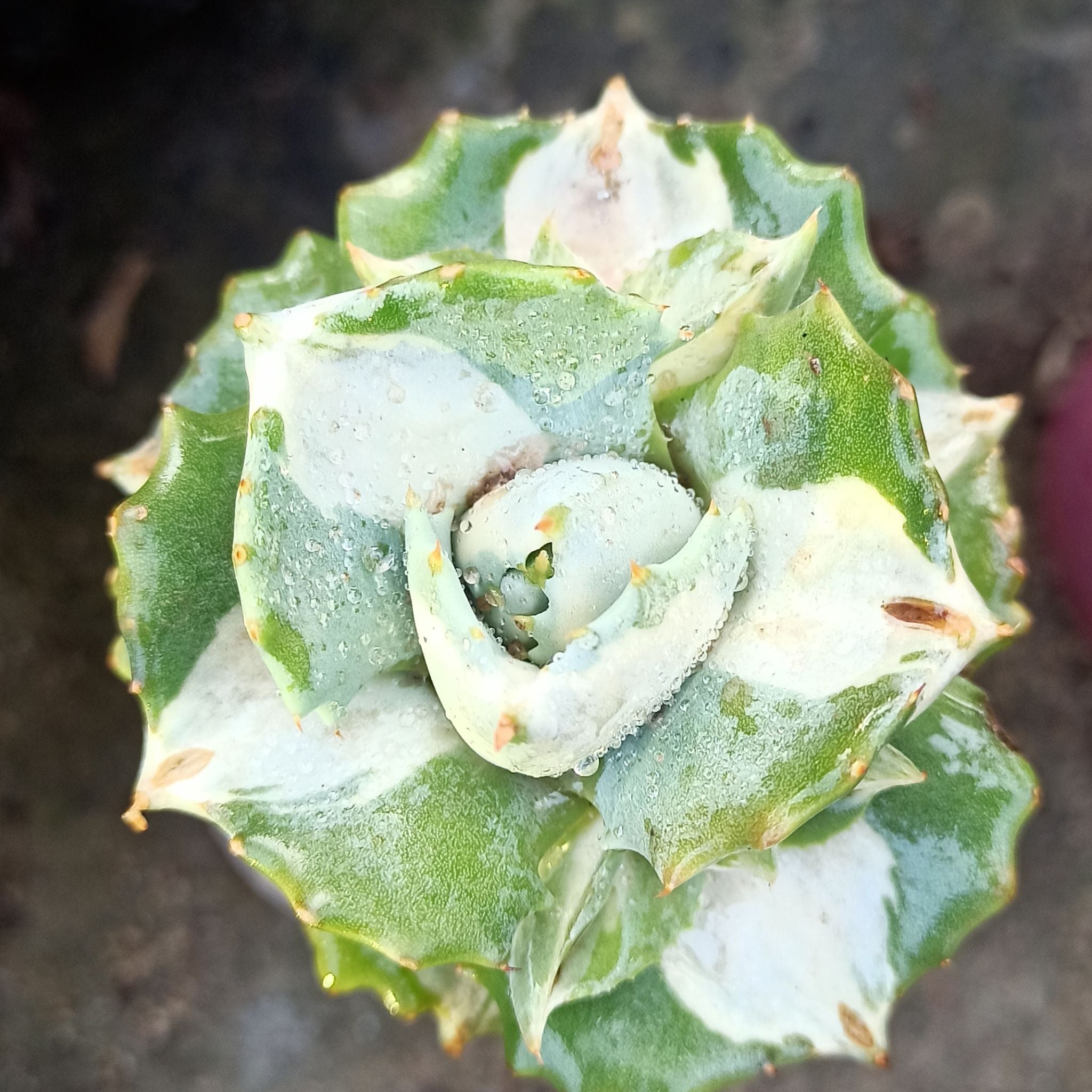 🦋 My Butterfly Agave's Light Requirements