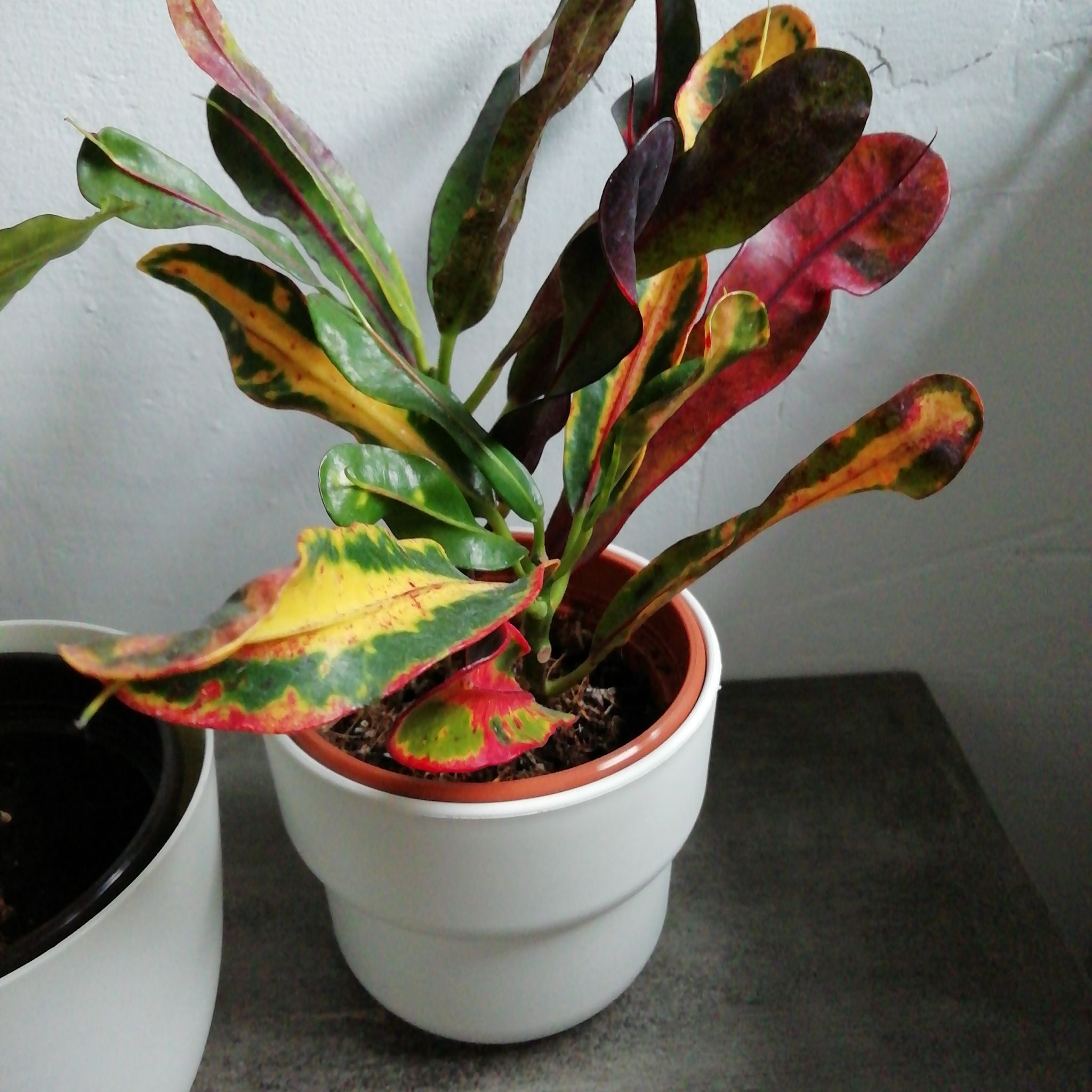 10 Benefits of Having a Croton Curly Boy