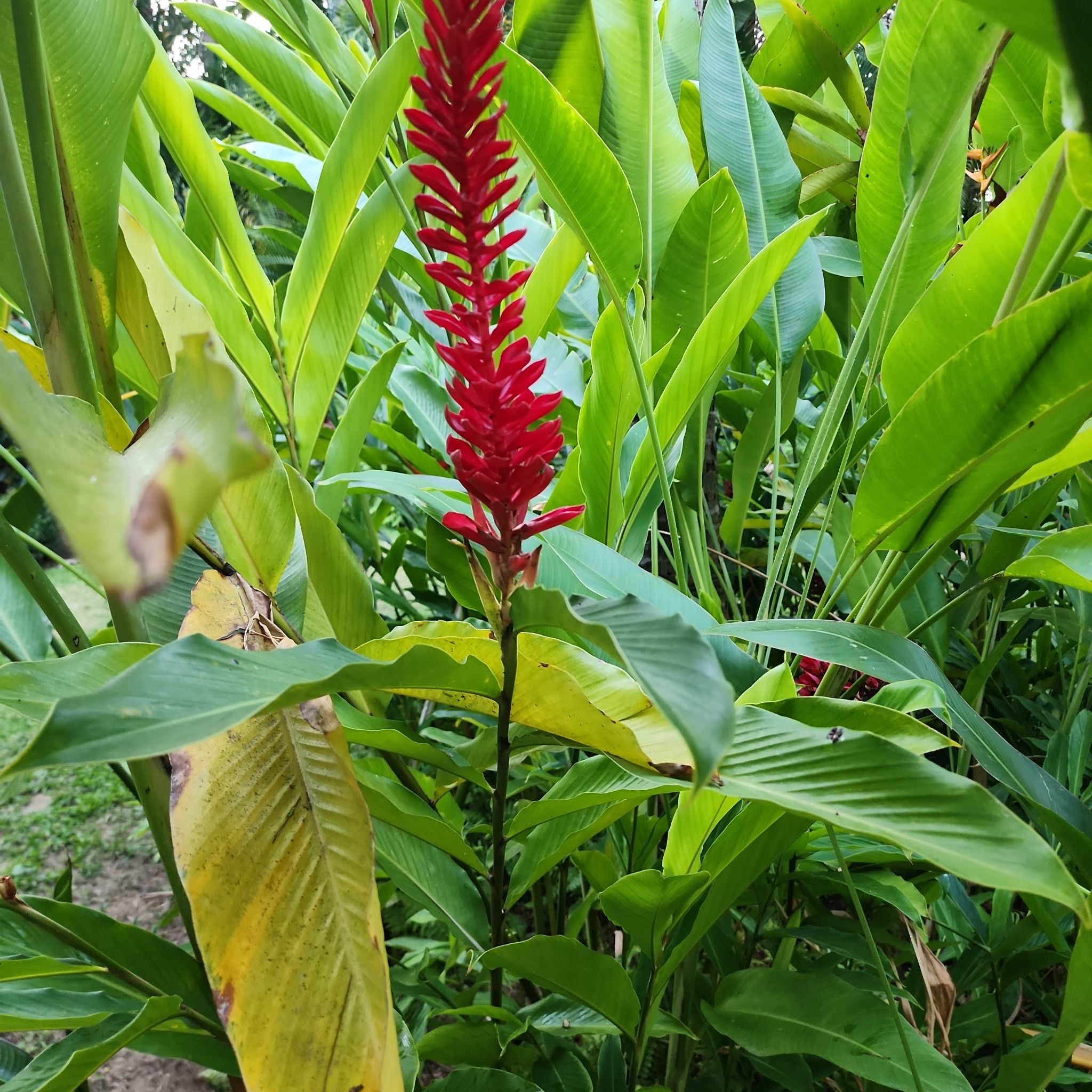 10 Benefits of Having a Red Ginger