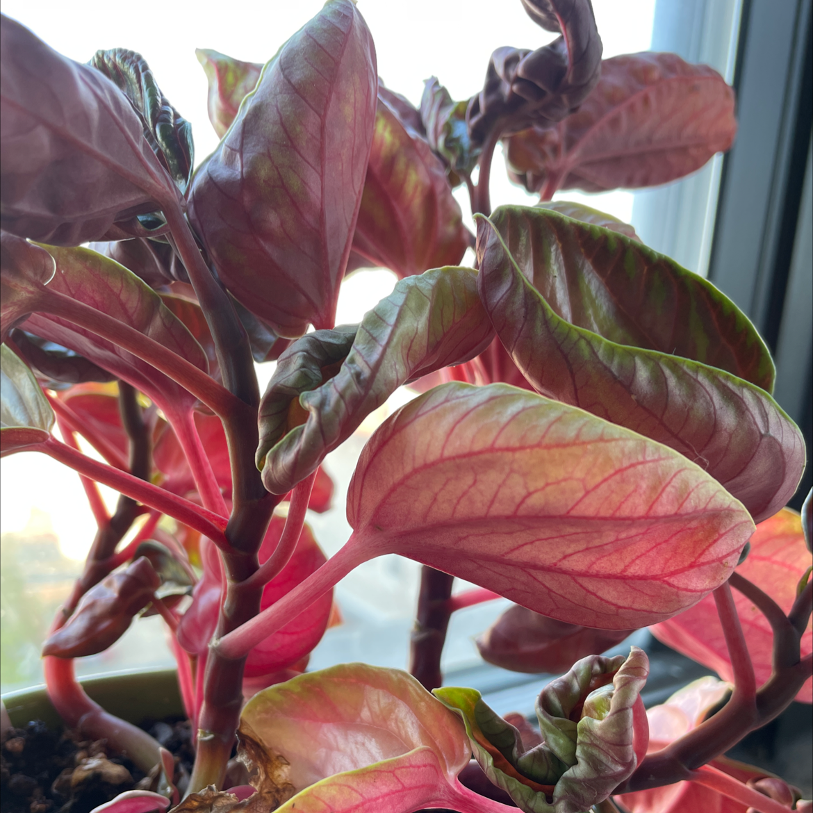 Propagating My Ruby Glow Peperomia: Step-by-Step Guide