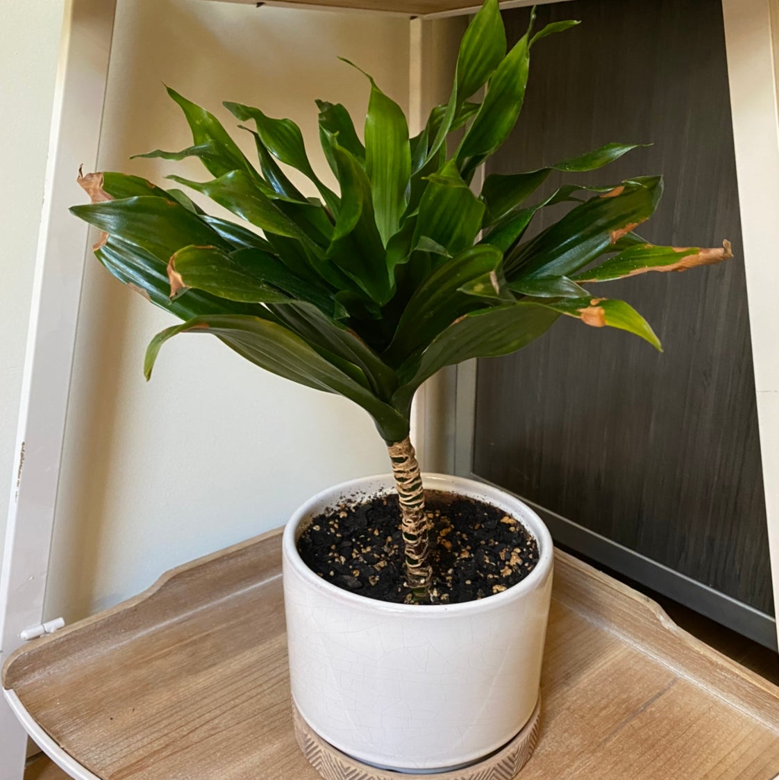 Black Spots on My Dracaena 'Janet Craig Compacta' Leaves