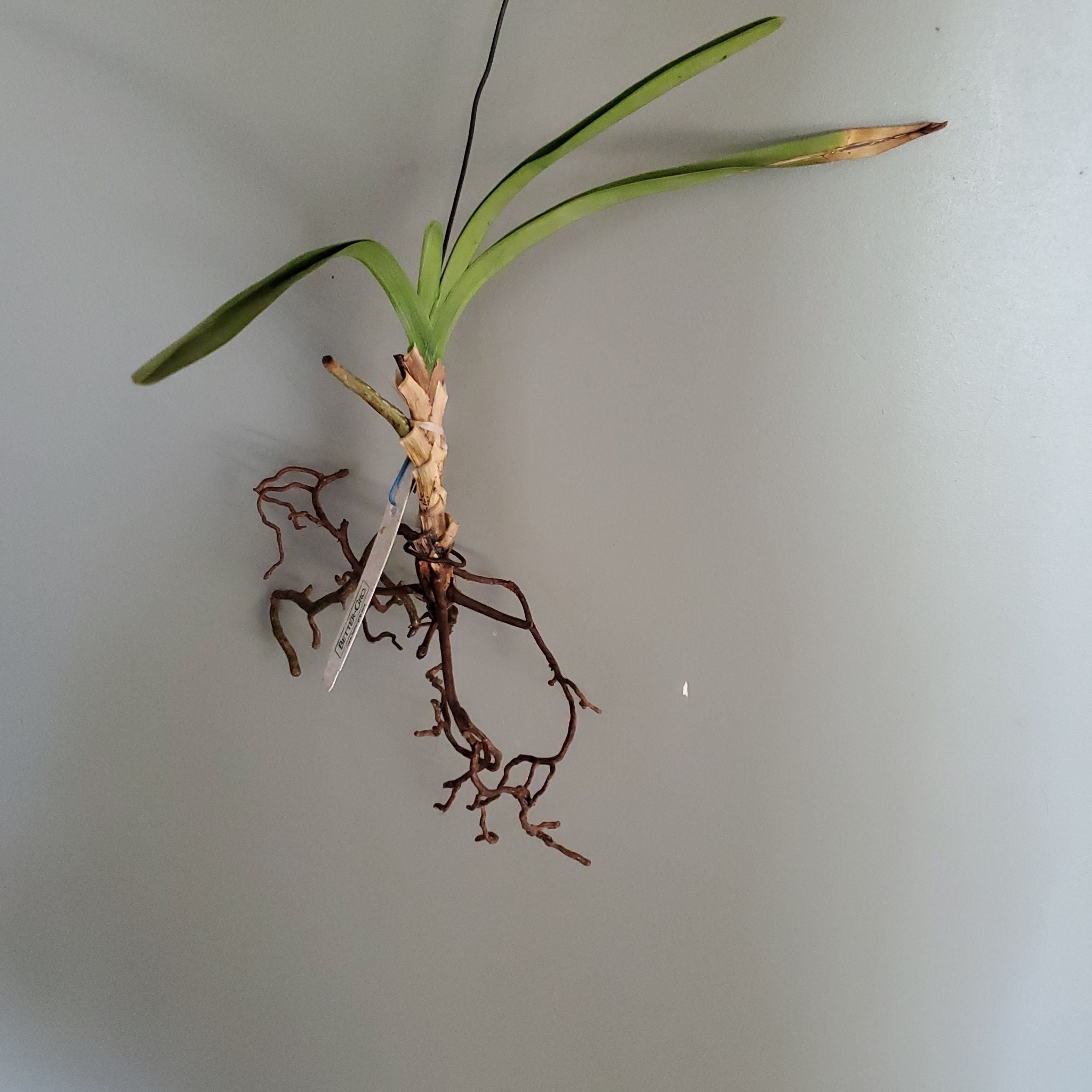 How to Propagate Your Vanda orchid
