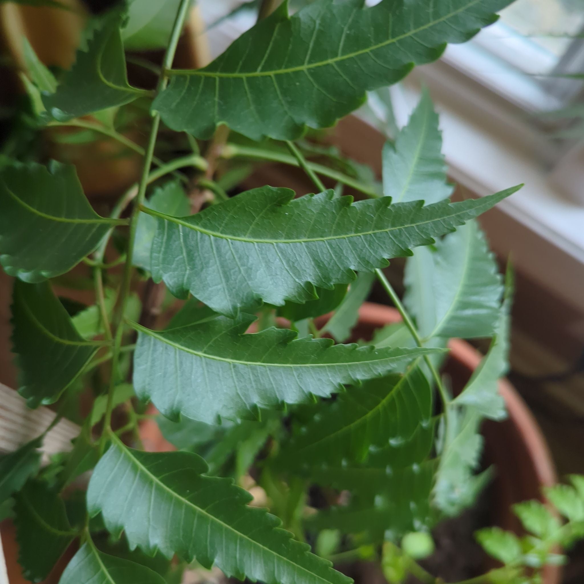 Black Spots on My Neem Leaves
