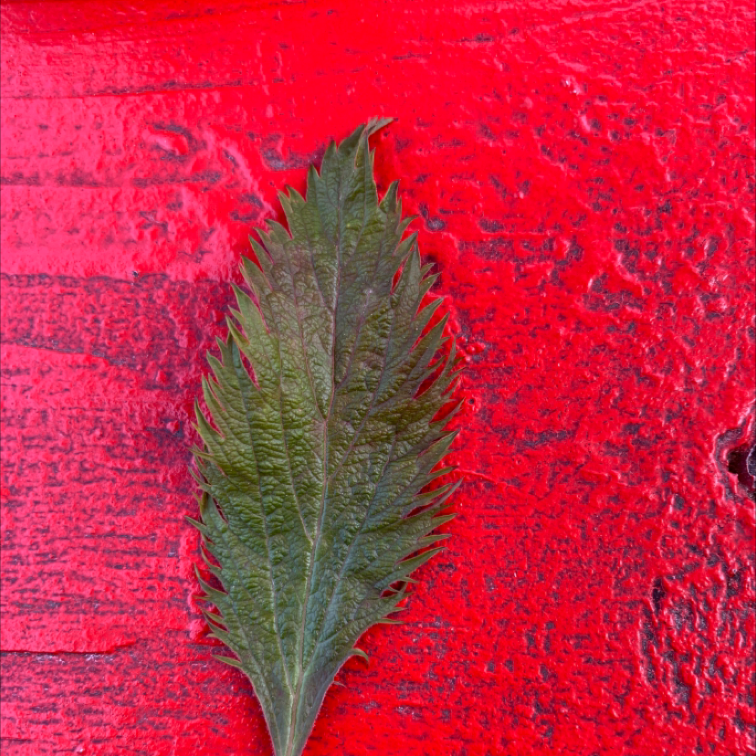What Is A Good Temperature Range For My Common Nettle?
