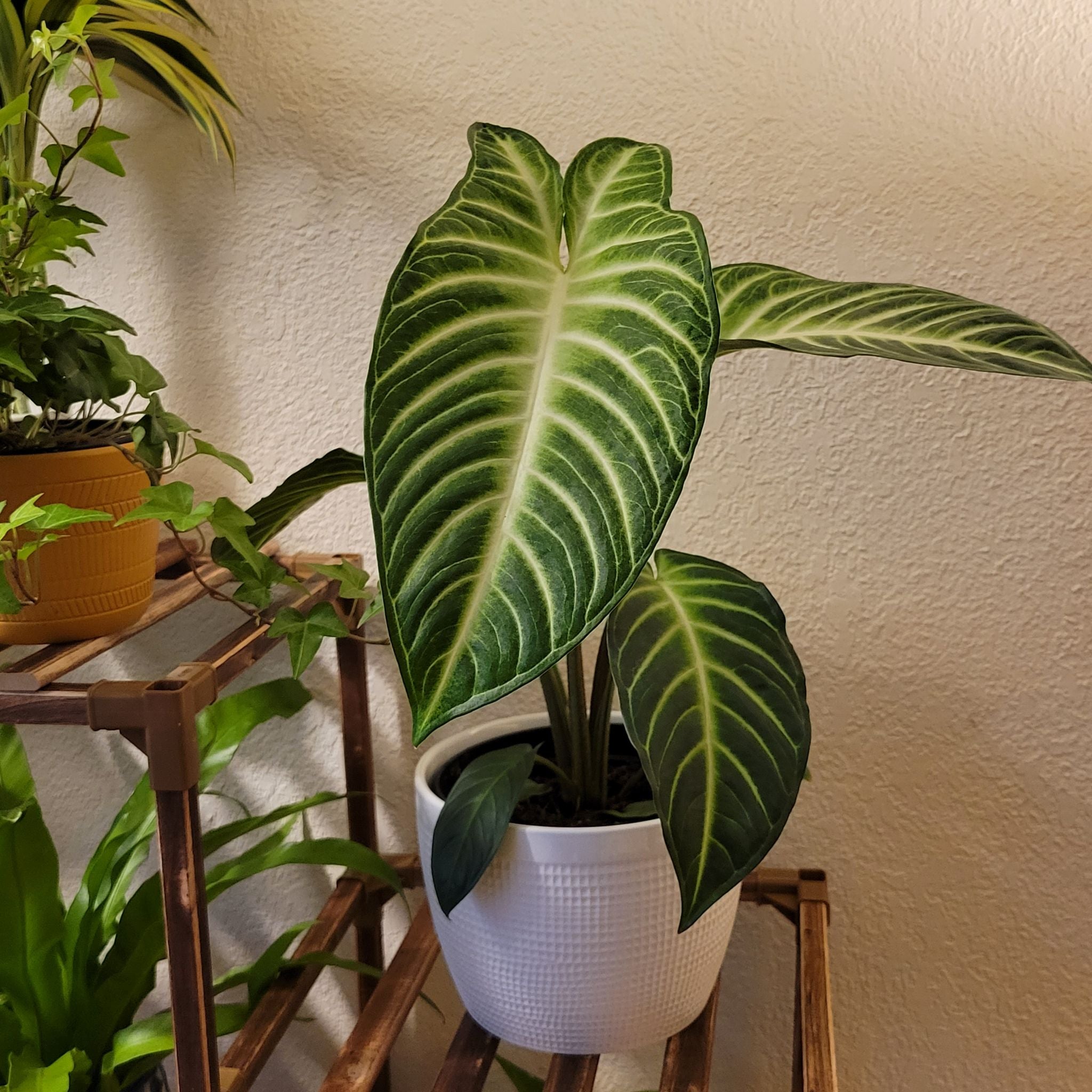 Why Are There Brown Spots on My Xanthosoma Angel wings?