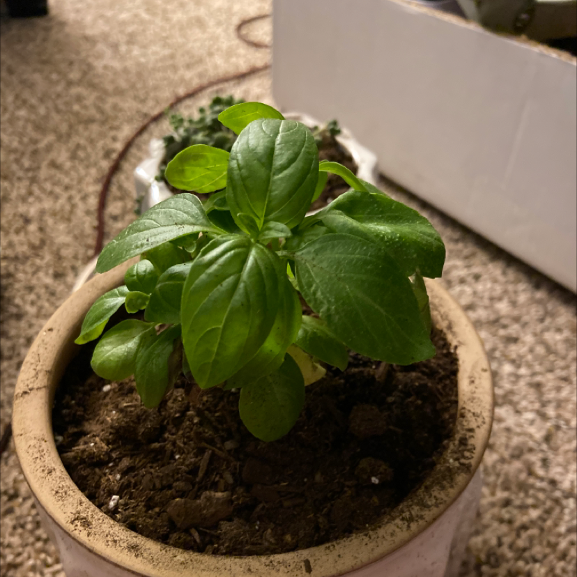 Common Thai Basil Problems