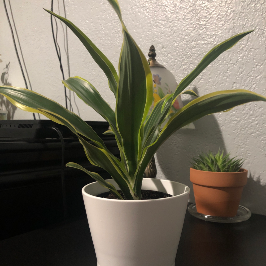 Darcy | A plant by @Destinyyyy on Greg