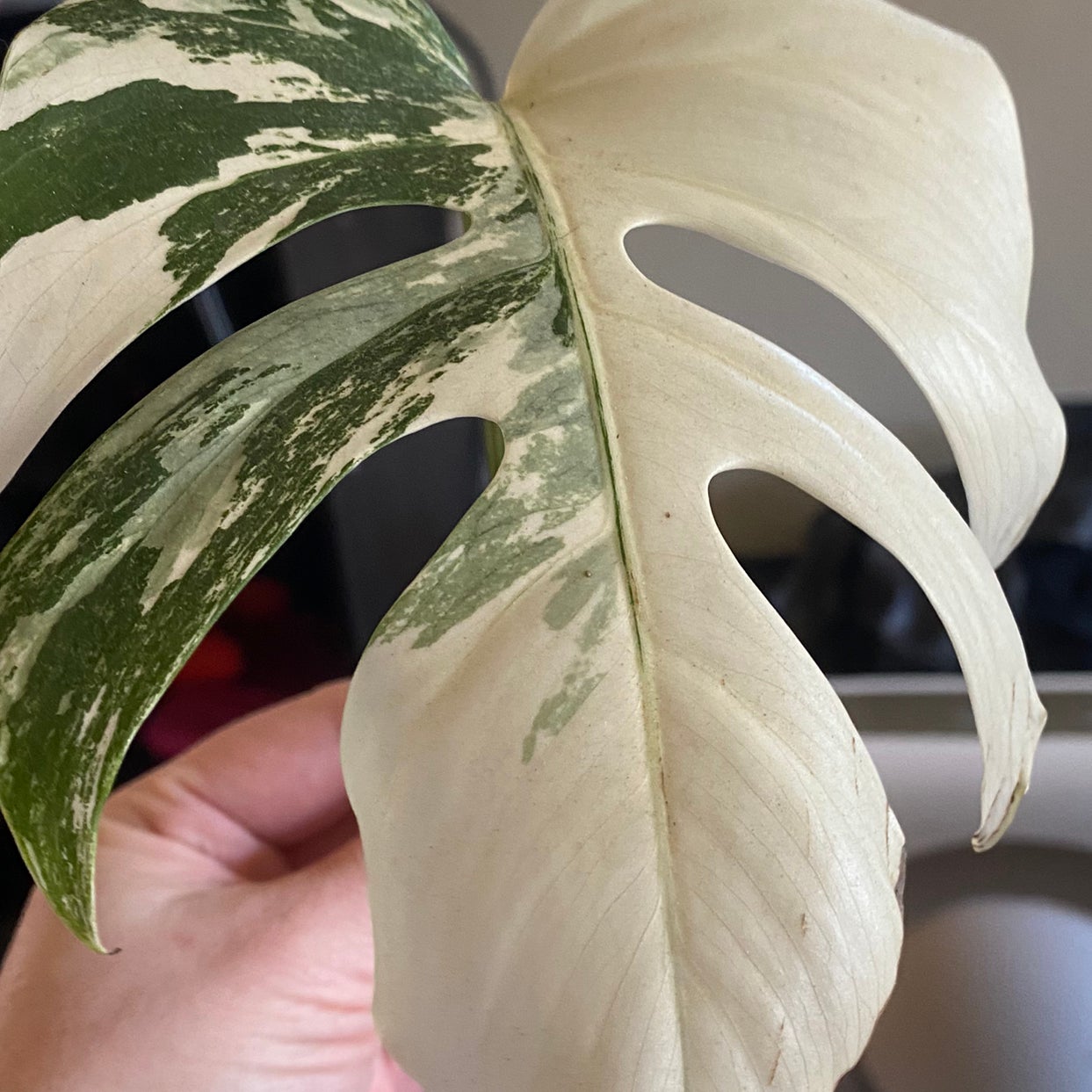 🌞 Your Monstera 'Albo''s Light Needs