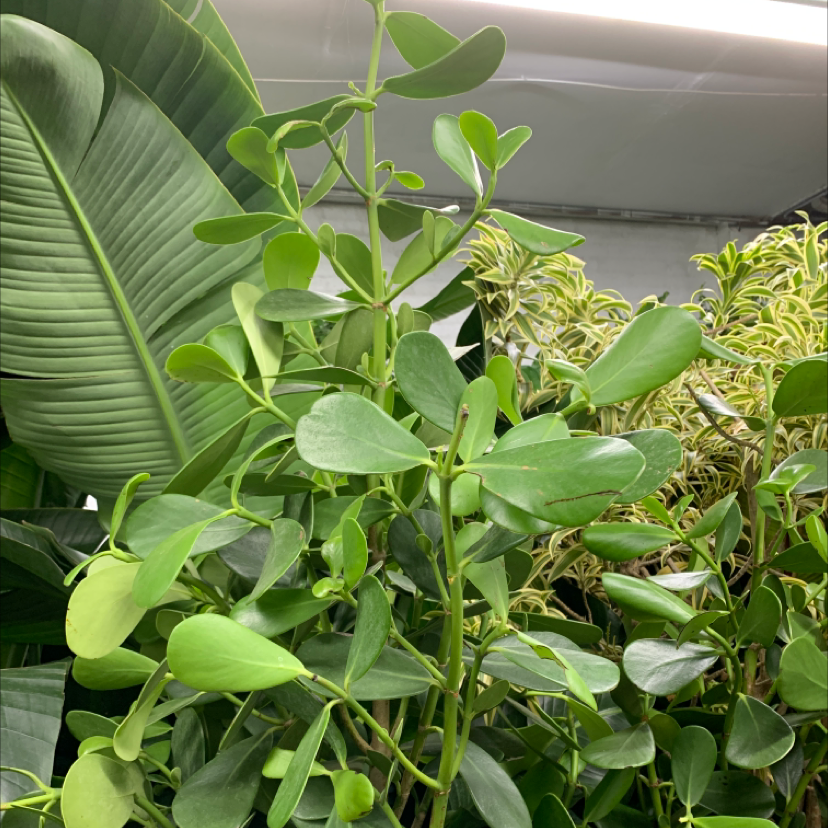 What Temperature Does My Autograph Tree Need?