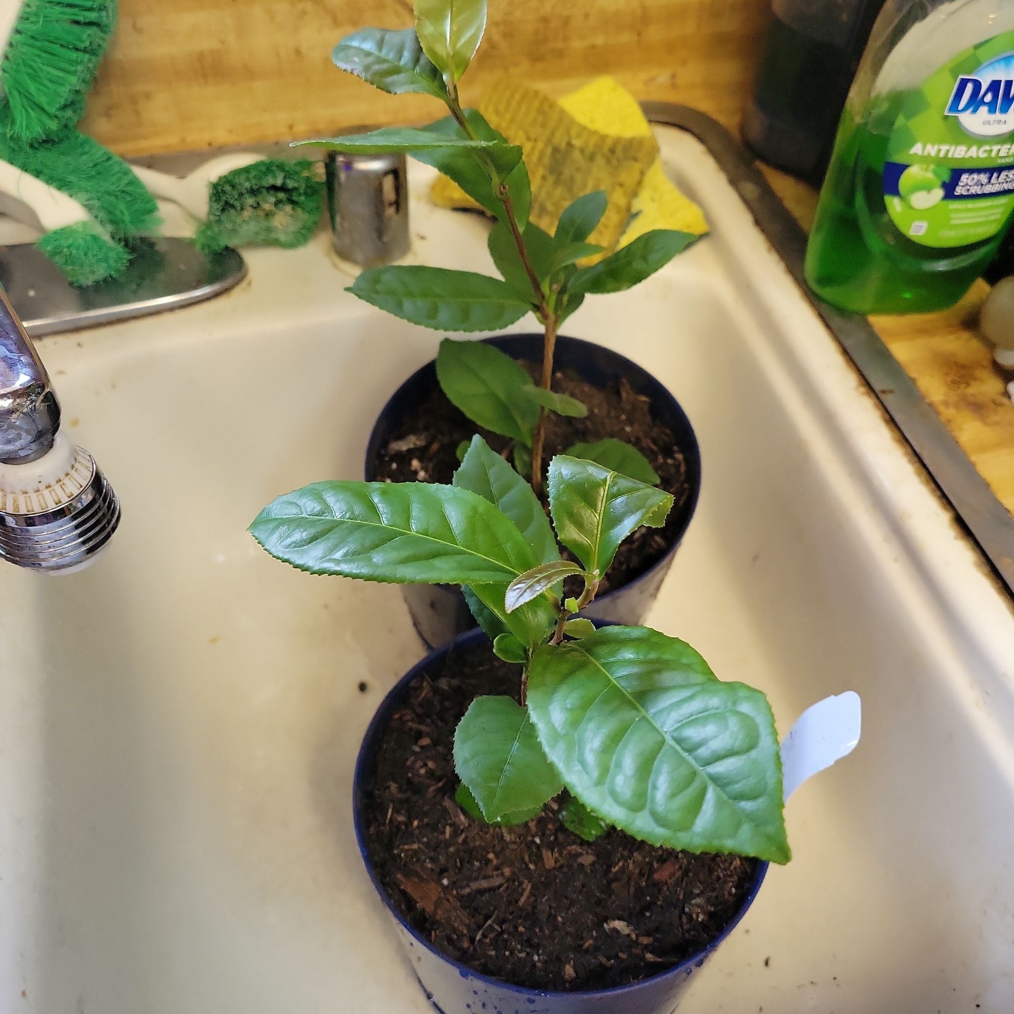 Soil Recommendations for Tea