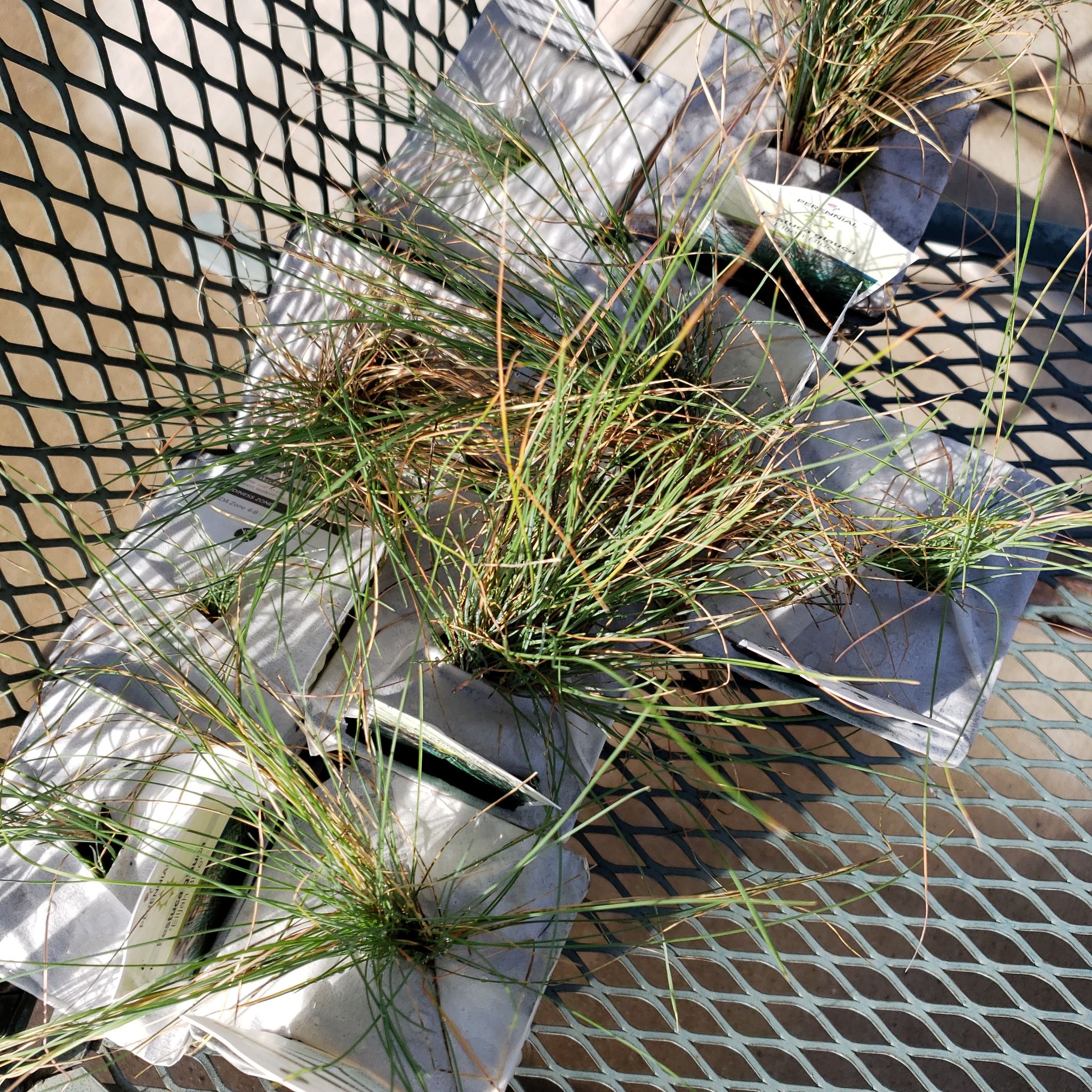 Propagating My Papyrus: Step-by-Step Guide