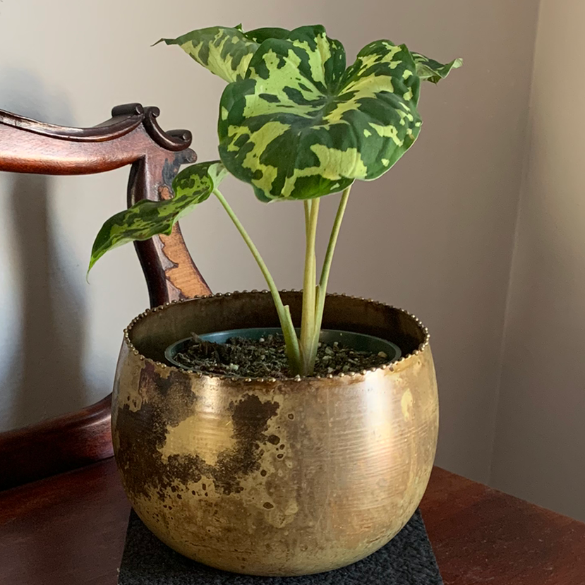 10 Benefits of Having a Caladium Hilo Beauty