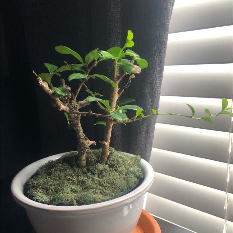 Propagating Fukien Tea Tree: The Ultimate Guide