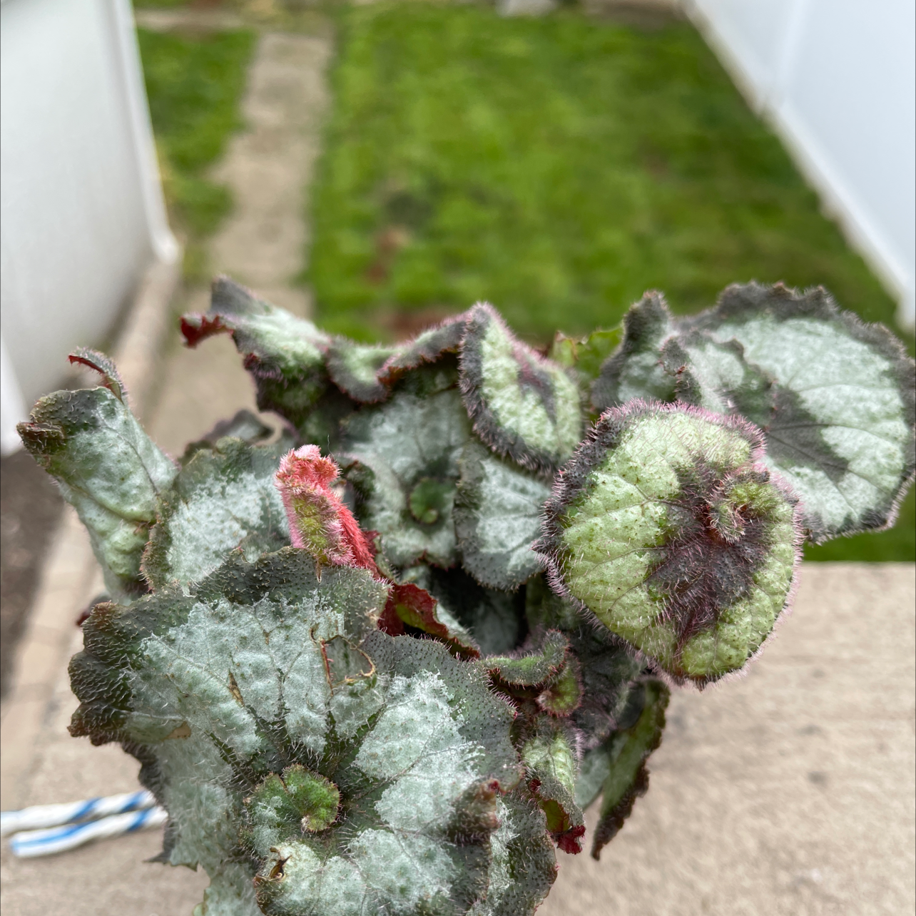 🍓 Fertilizing My Strawberry Begonia to Double Its Growth