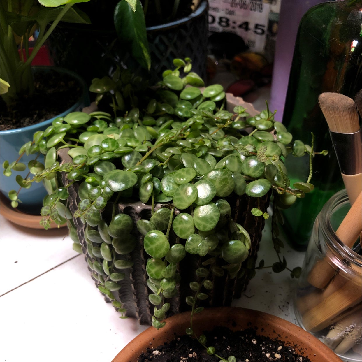 🐢 Propagating Your String of Turtles: Step-by-Step Guide