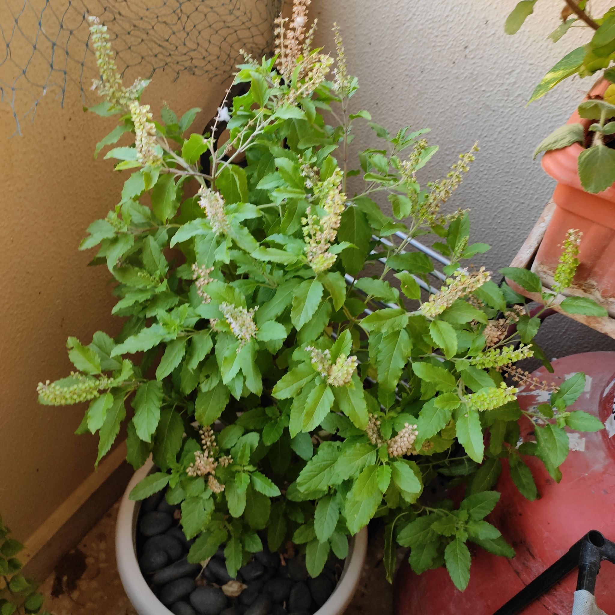How to Prune Holy Basil (Tulsi)