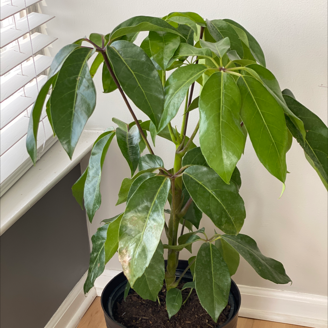 Octopus Tree Root Rot Solutions