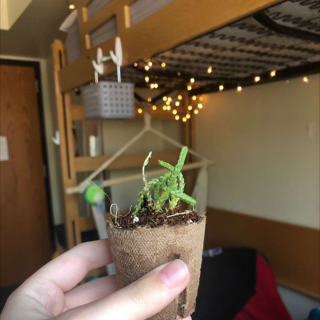 What Should I Do When Rattail Crassula Leaves Turn Yellow? 💛