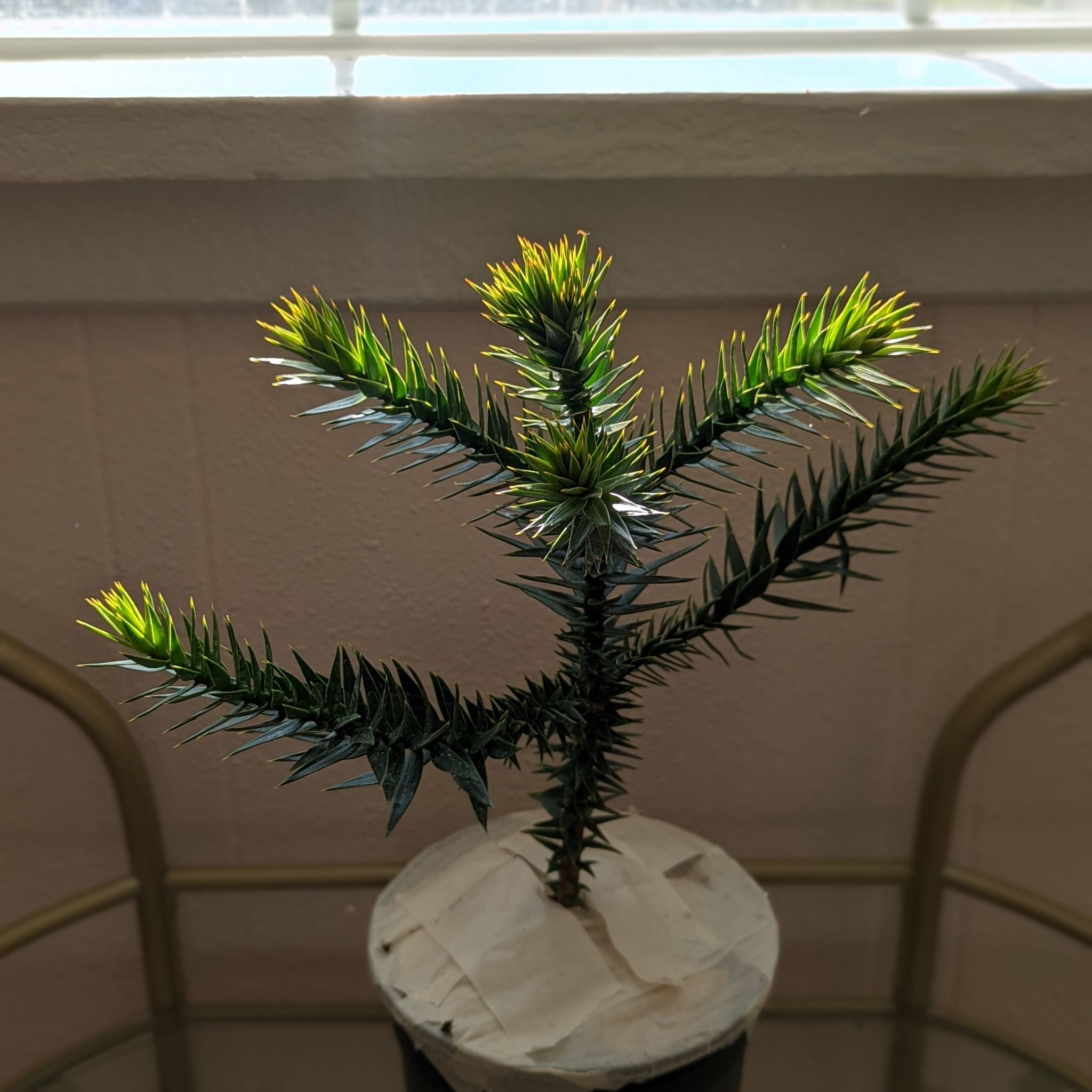 🐒 How Do I Propagate My Monkey Puzzle Tree?