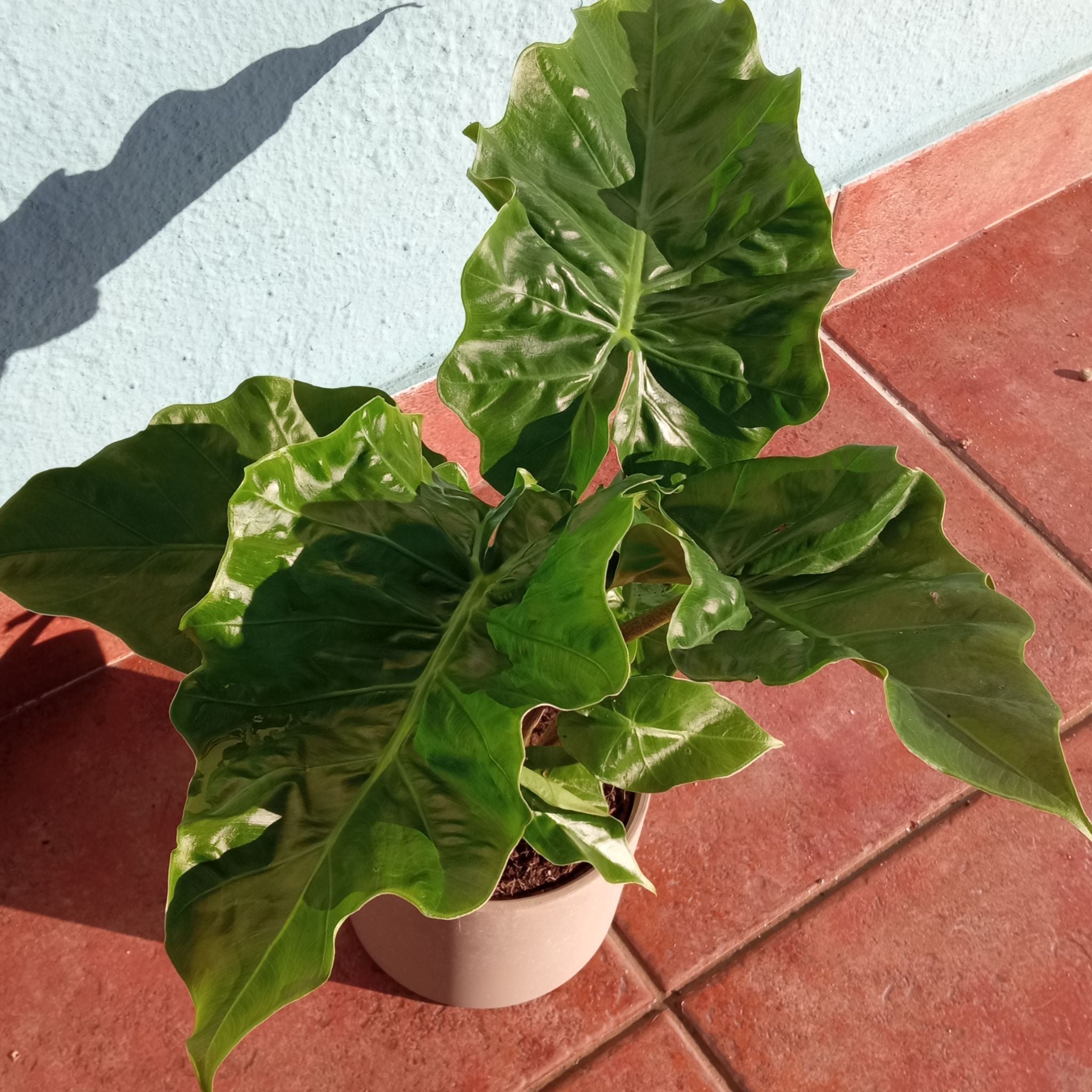 Personalized Low Rider Care: Water, Light, Nutrients | Greg App