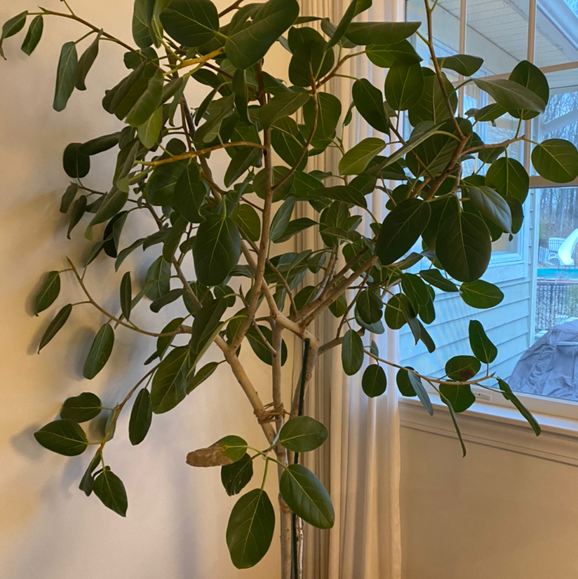 How Much Sunlight For Your Council Tree