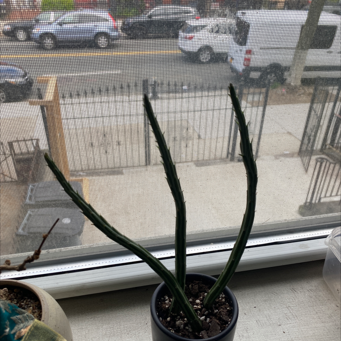 What Is A Good Temperature Range For My Pickle Plant?