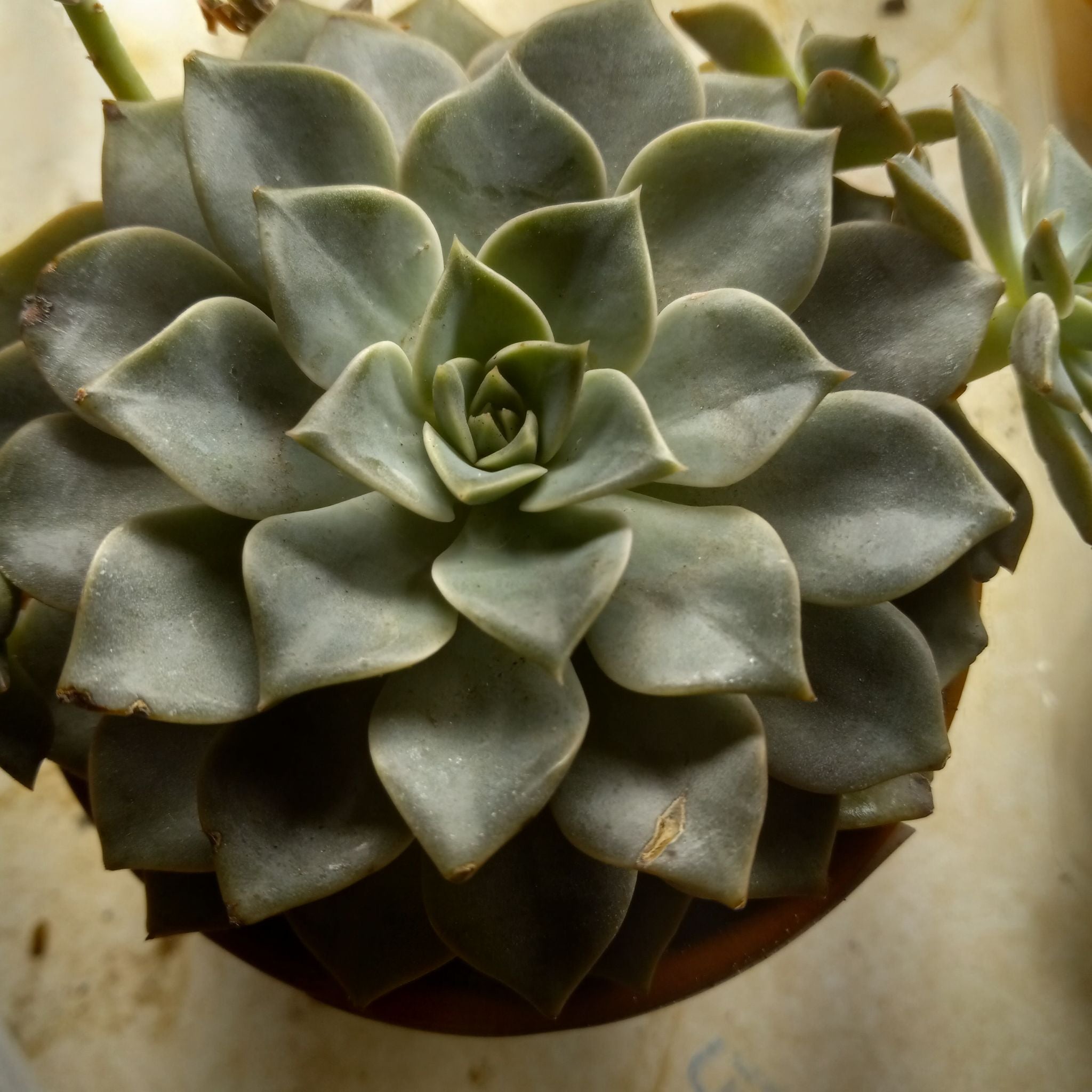 Personalized Taciveria Care: Water, Light, Nutrients | Greg App