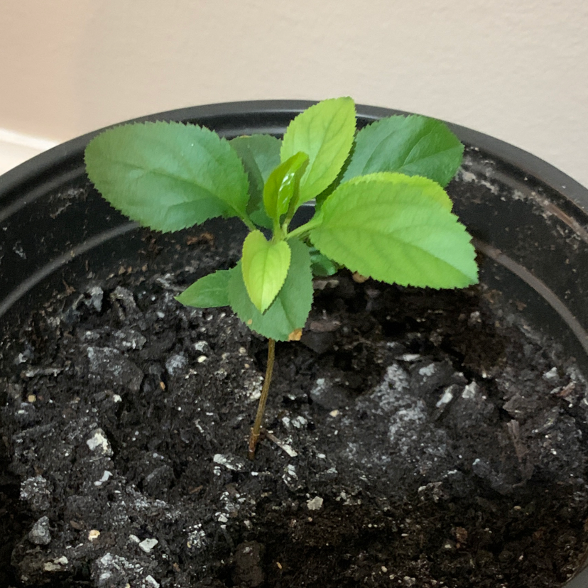 🍎 Propagating Your Apple: Step-by-Step Guide